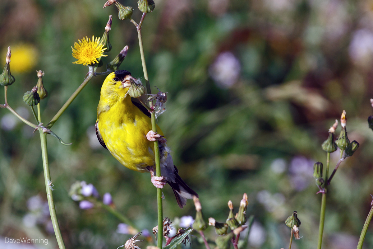 American Goldfinch