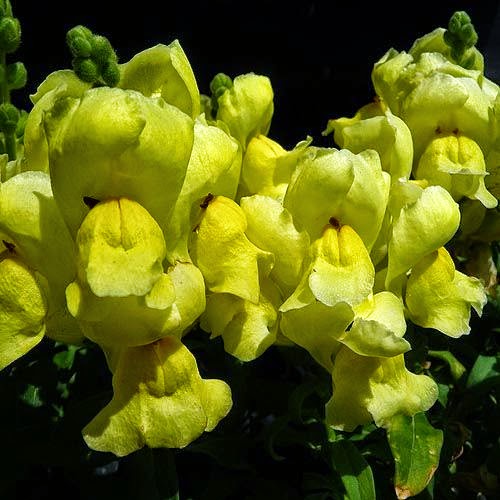 SNAPDRAGON FLOWER photos - wallpapers | the fun bank