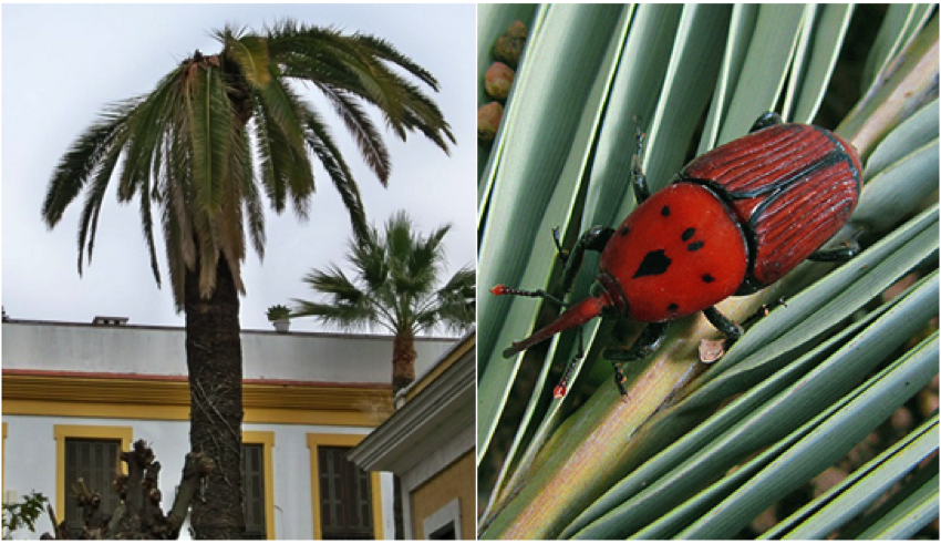 Horticultura y Cultivos ornamentales: El Picudo Rojo de las Palmeras ...