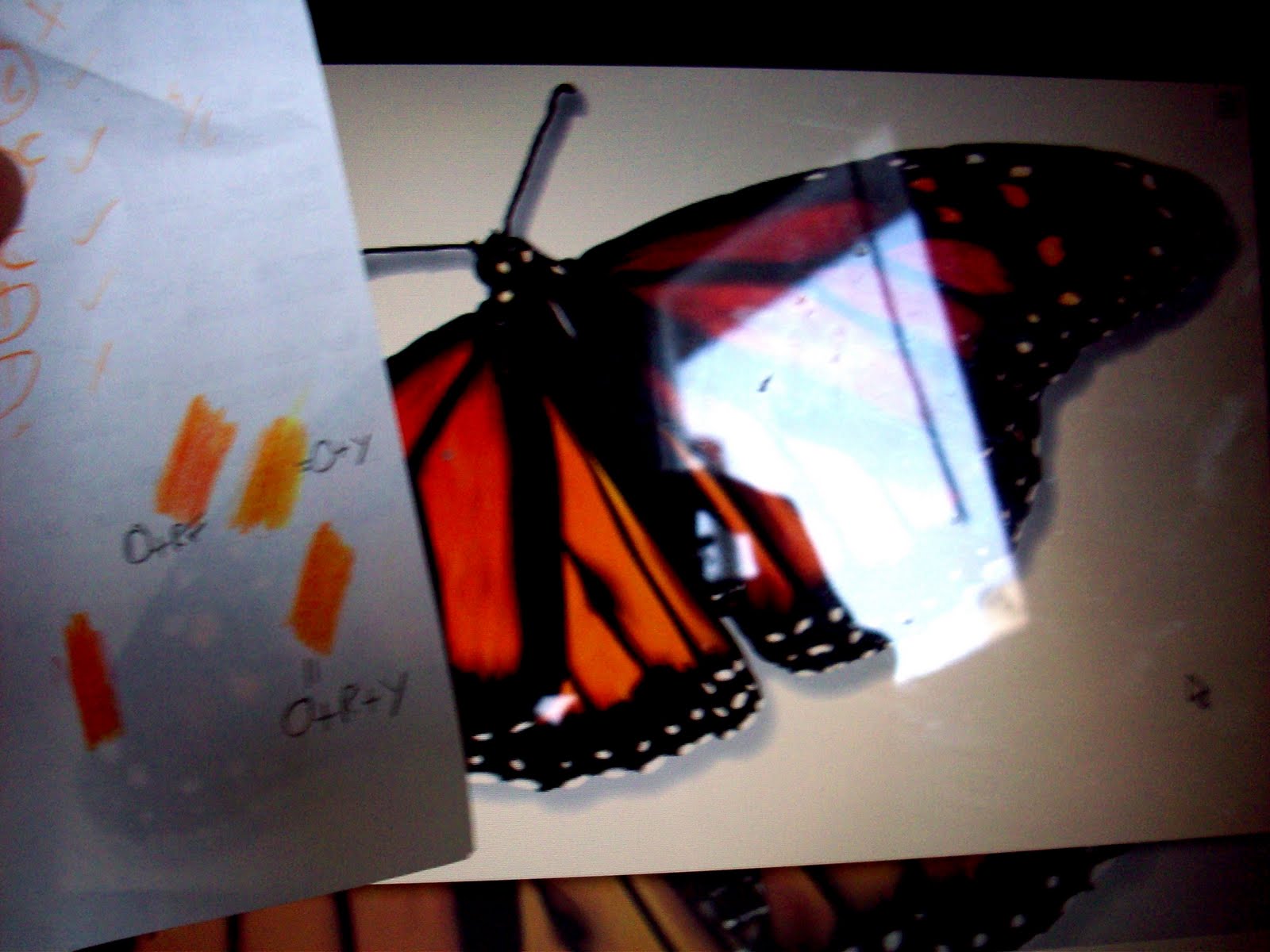 Distorted Symmetry: Order in Chaos: The Making of a Monarch Butterfly