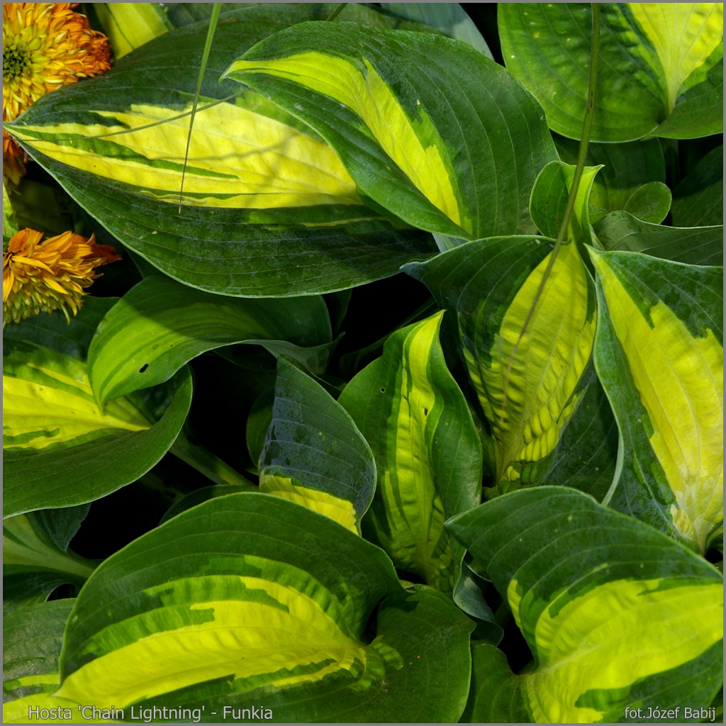 Plant Gallery - Encyklopedia Roślin: Hosta 'Chain Lightning' - Funkia 'Chain Lightning'