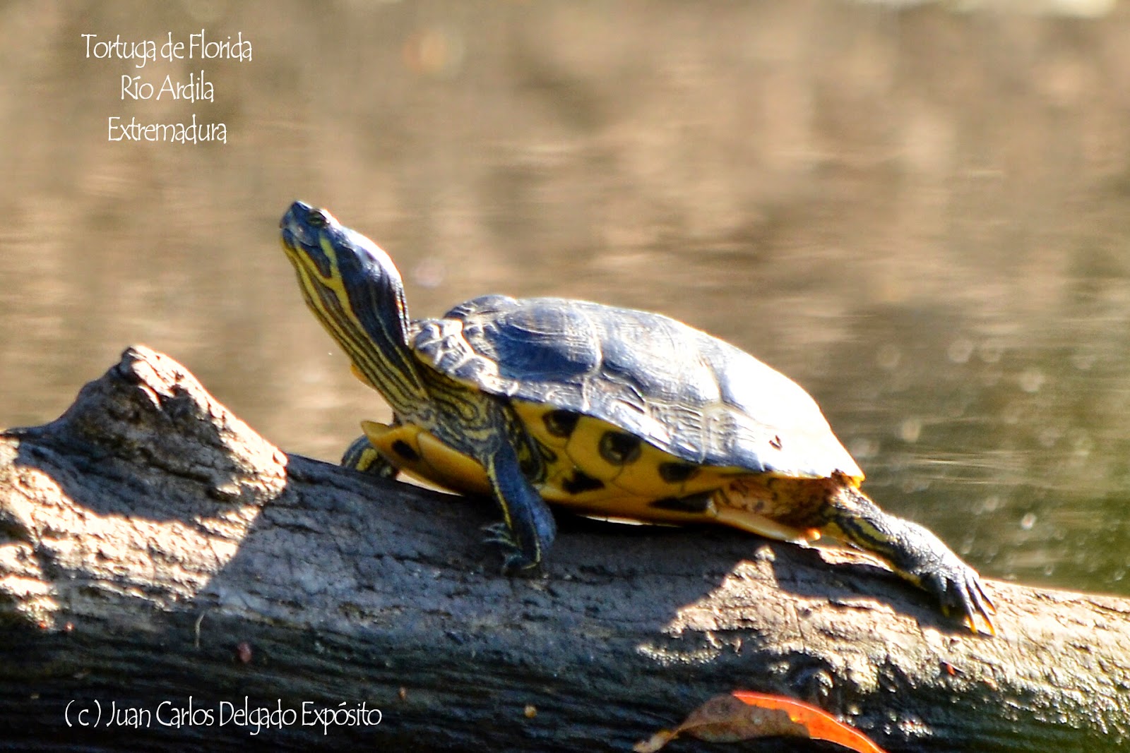 gurupendola: PRIMERAS CITAS DE TORTUGA DE FLORIDA EN EL RÍO ARDILA.