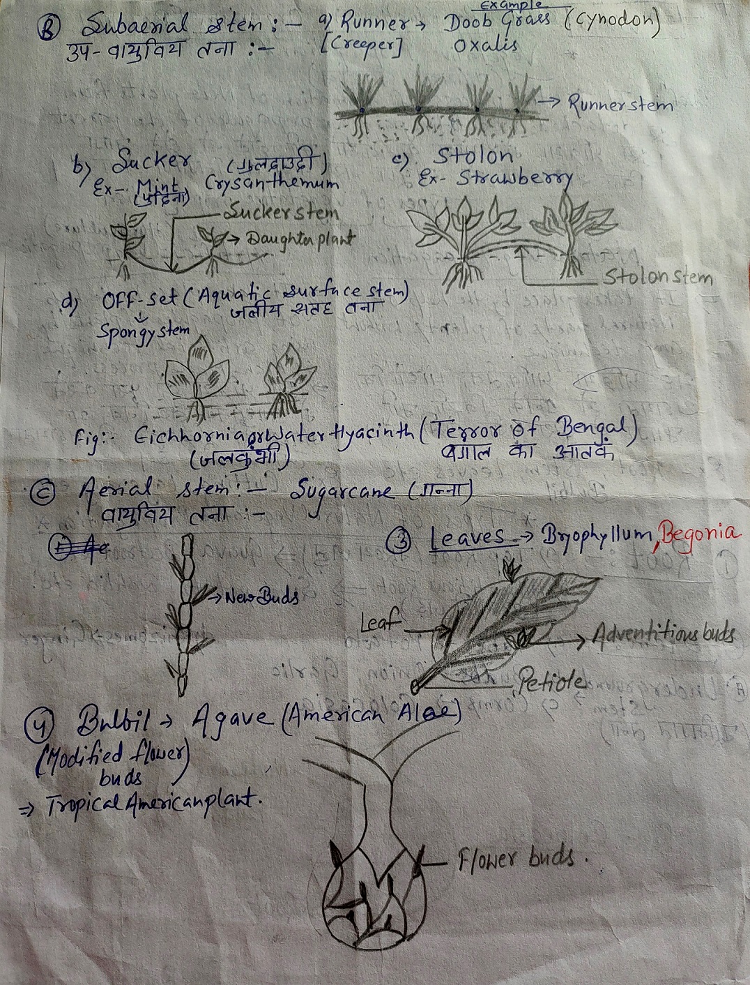Vegetative Propagation Class 10 Notes at Henry Strub blog