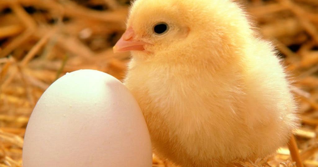 RINCONEANDO: ¿CÓMO NACEN LOS POLLITOS?