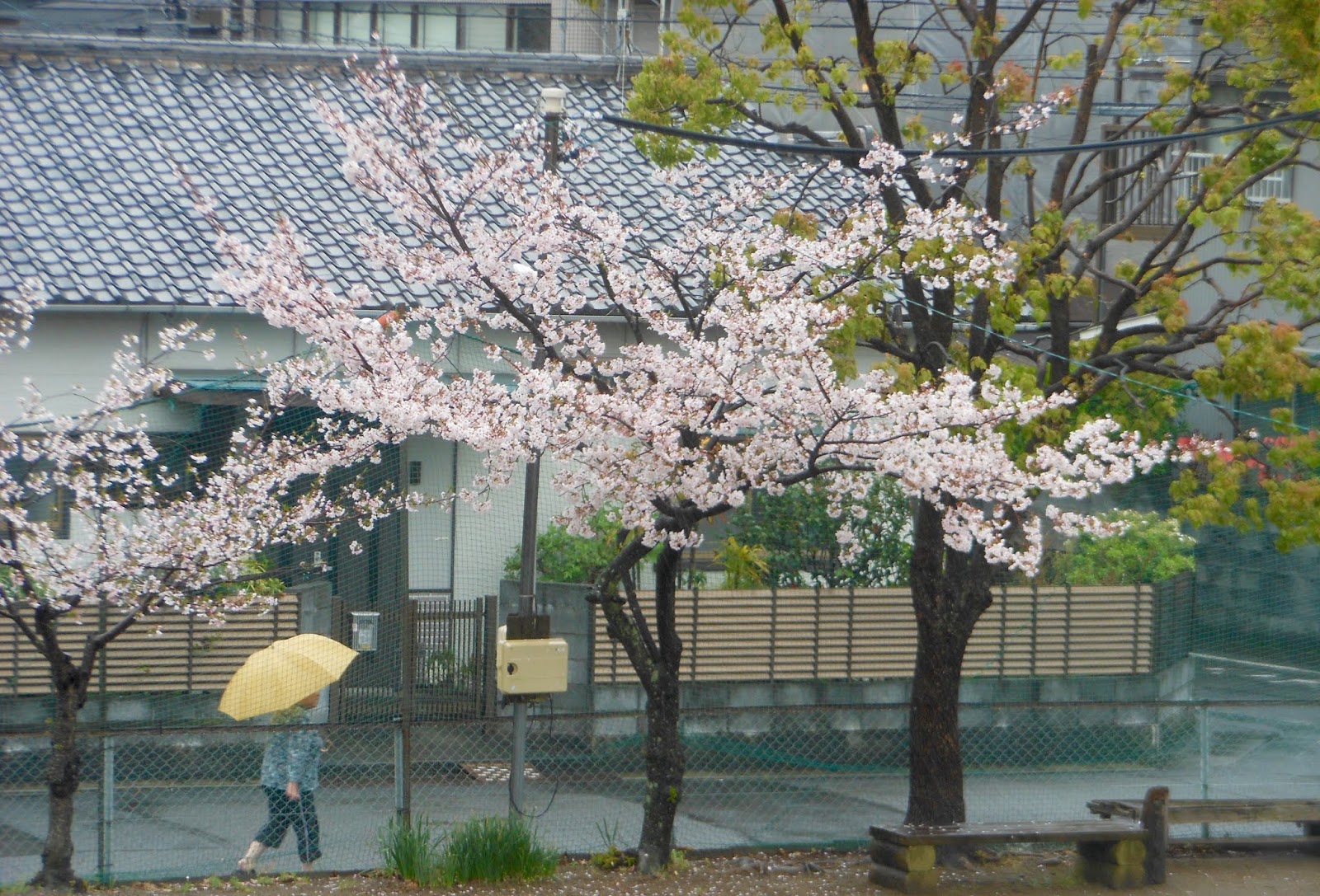 Hokkaido Kudasai: Rainy Spring Morning