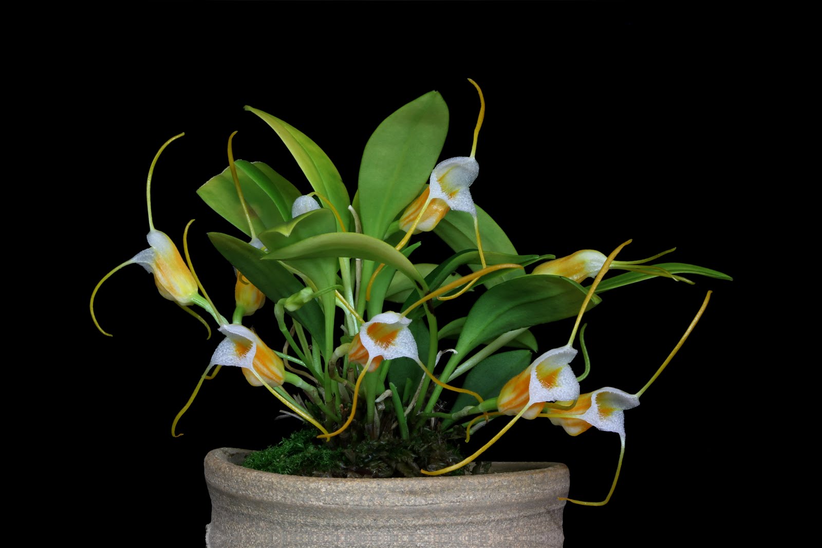 Orchids in Bloom: Saltatrices Masdevallias