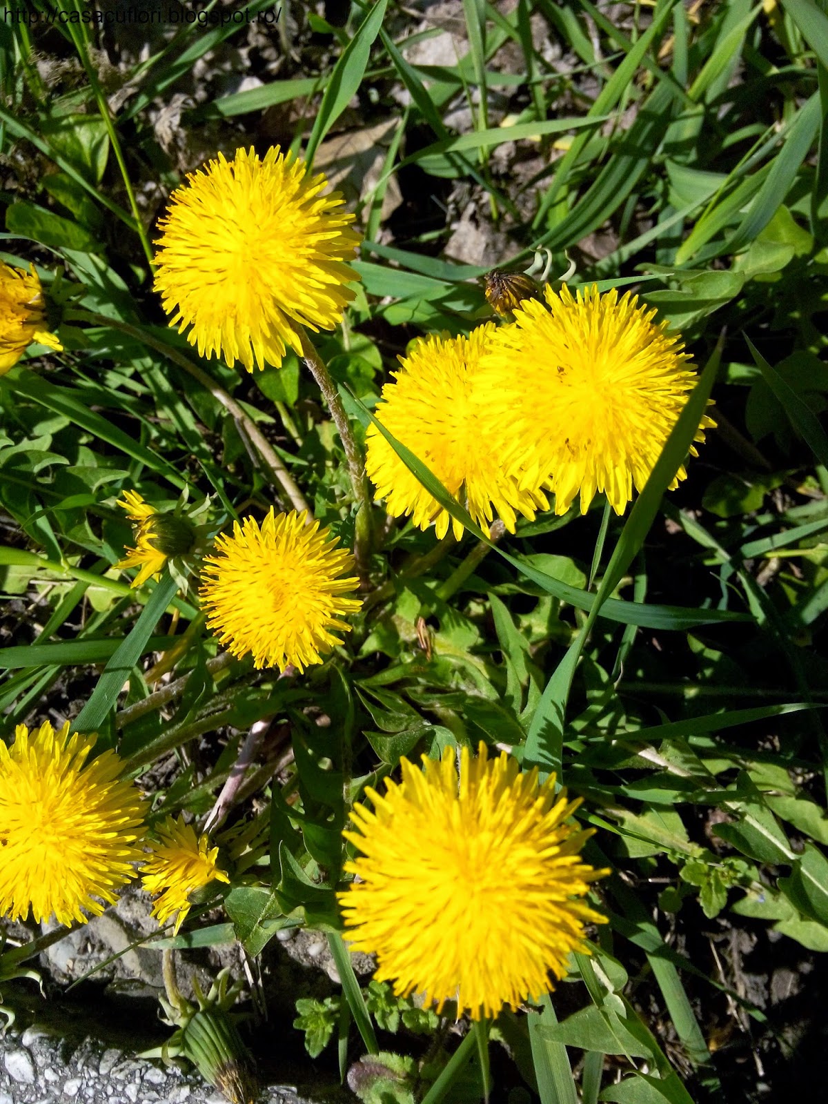 IUBESC NATURA: PAPADIE - FLORI DE PAPADIE