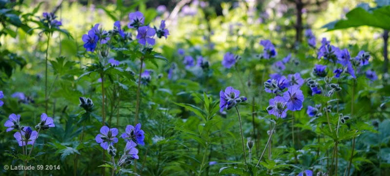 Experience - Flowers of Alaska | Guide for Alaska's Disappearing Tourists