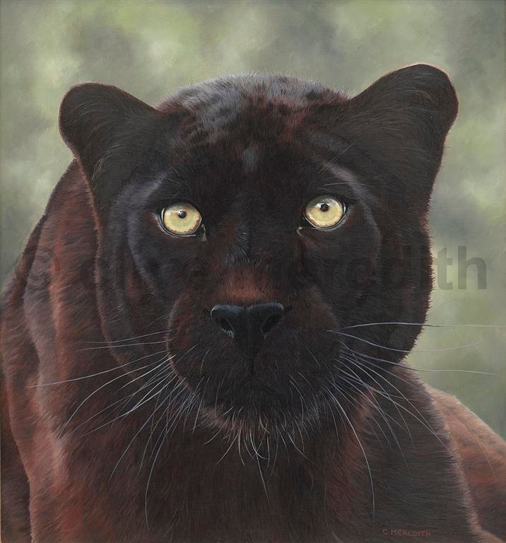 Clive Meredith Wildlife Art: Black Leopard 17.5 "x 16" New image scan