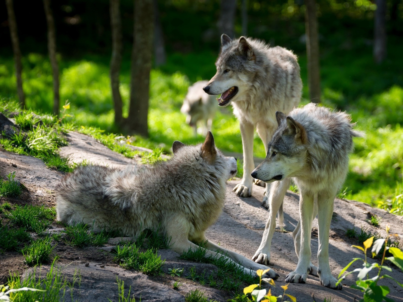 Fotografías de feroces lobos en campo natural