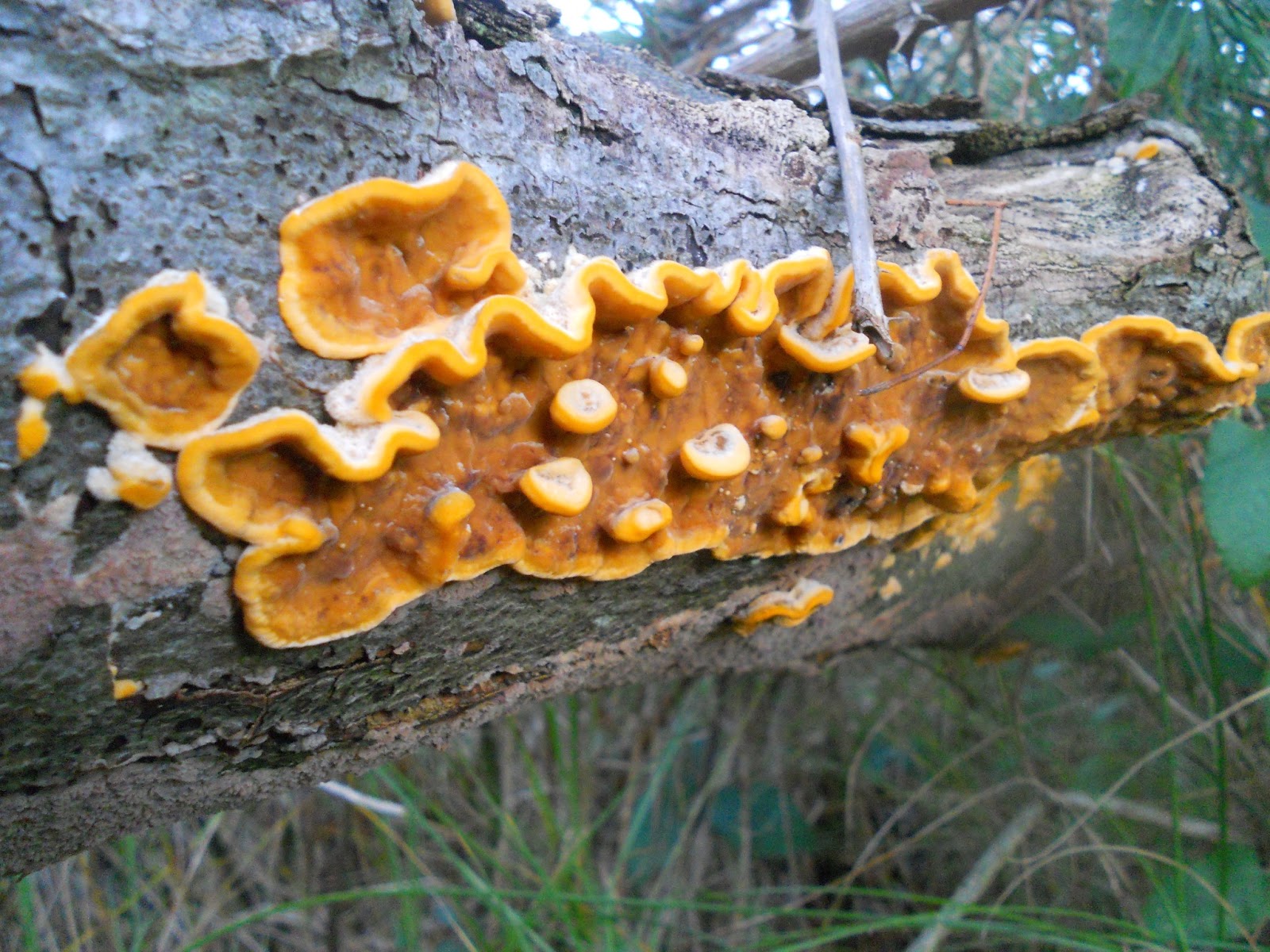 Motley Monroe's Crystal Maze