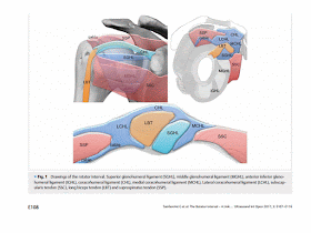 BÀI SOẠN VỀ SIÊU ÂM CHẨN ĐOÁN: ROTATOR INTERVAL