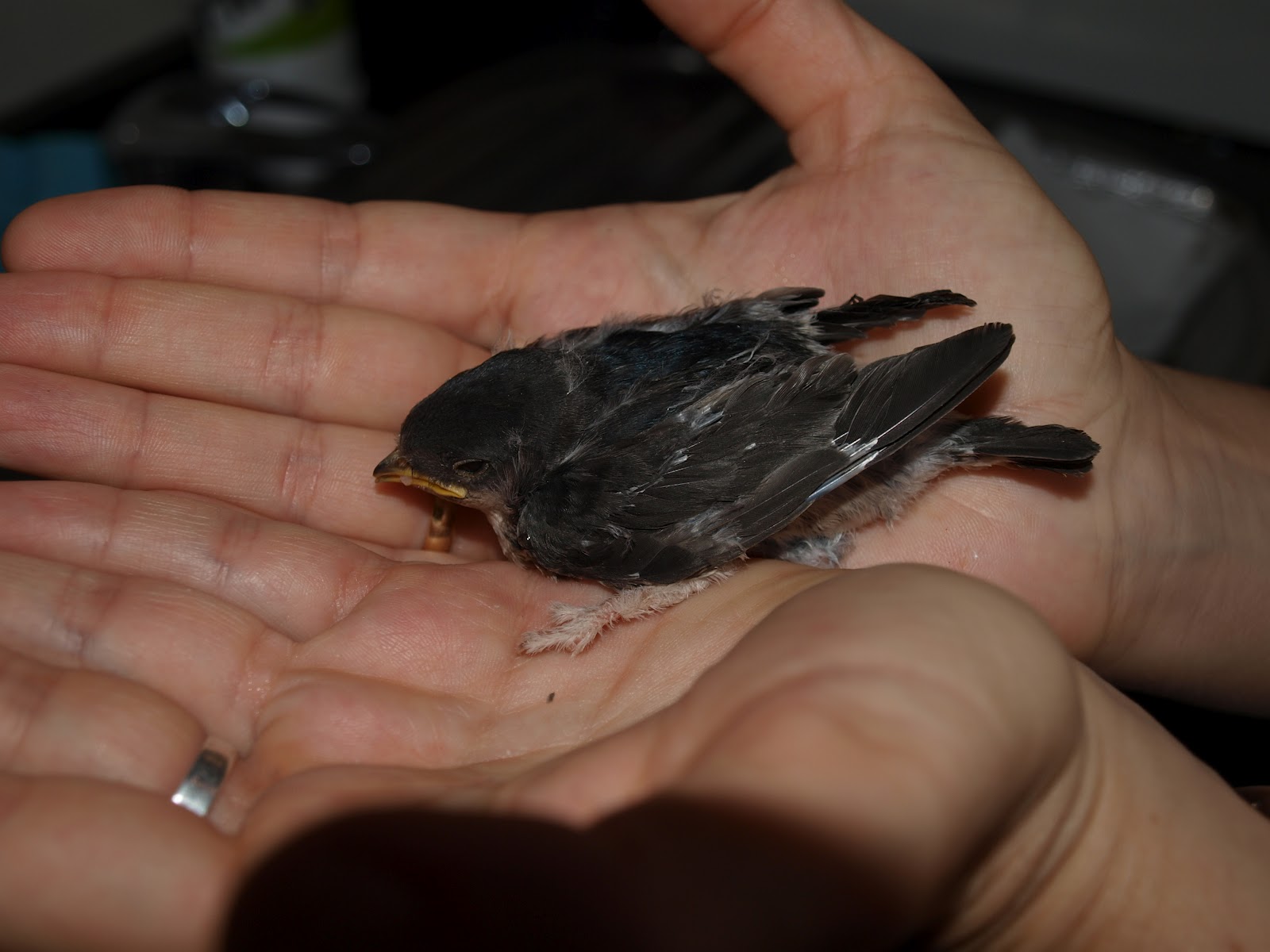 Mi familia y otros animales: 18 gramos de vida, el avión huérfano.