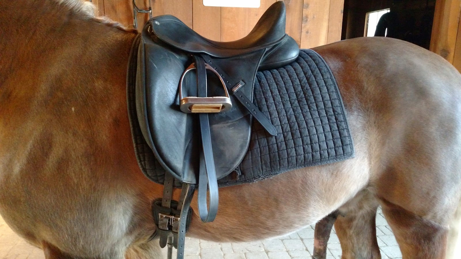 Cob Jockey: Product Review: TSF Dressage Girth