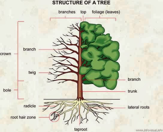 Bespoke English Madrid How Would You Describe A Tree bespoke-english-madrid-how-would-you-describe-a-tree