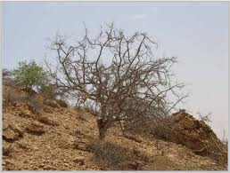 Wise Men Brought Myrrh - The Burseraceae plant family