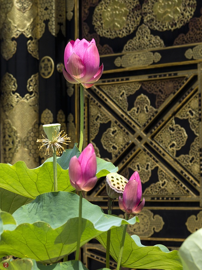 FROM THE GARDEN OF ZEN: August 2013