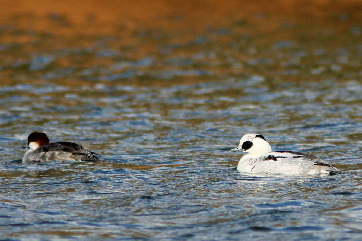 Unravel: The Panda Duck