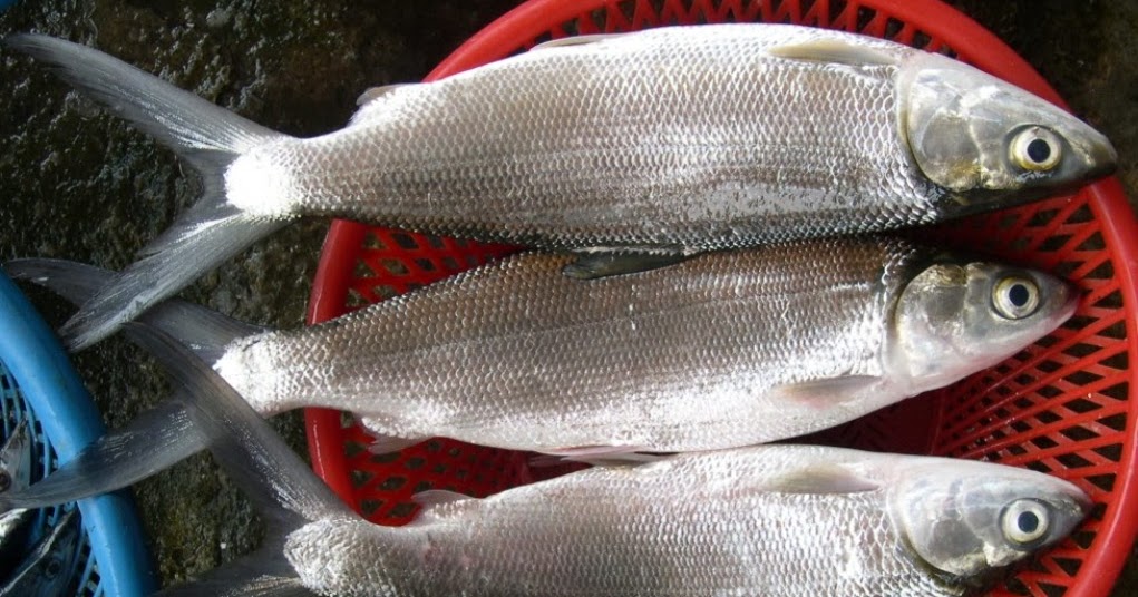 Milk Fish Fresh Menu Sinigang na Bangus Stew and Braised Fish Recipe ...