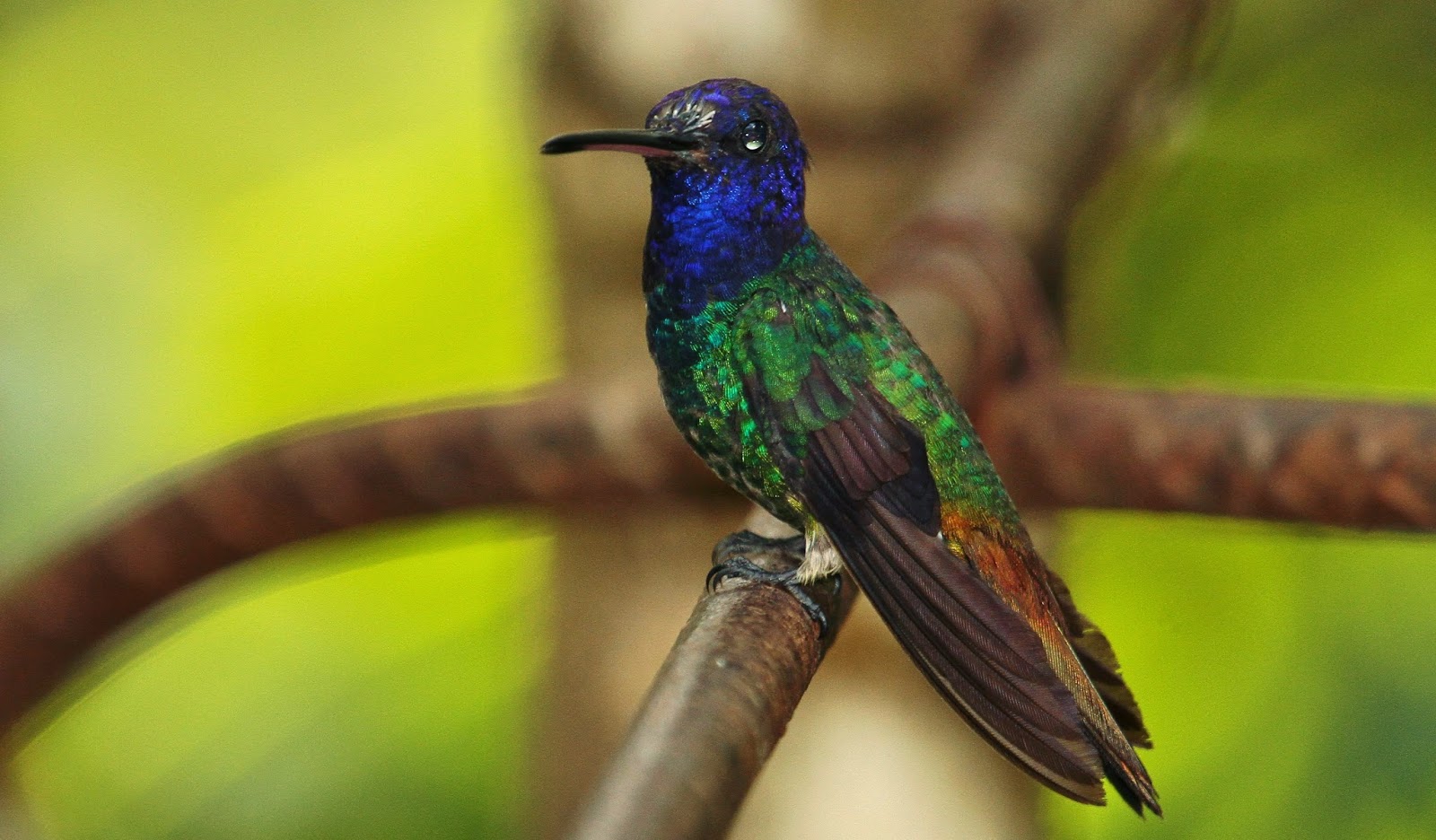 Nuestro bello mundo...: Hummingbirds, Colibri second part, Fotos ...