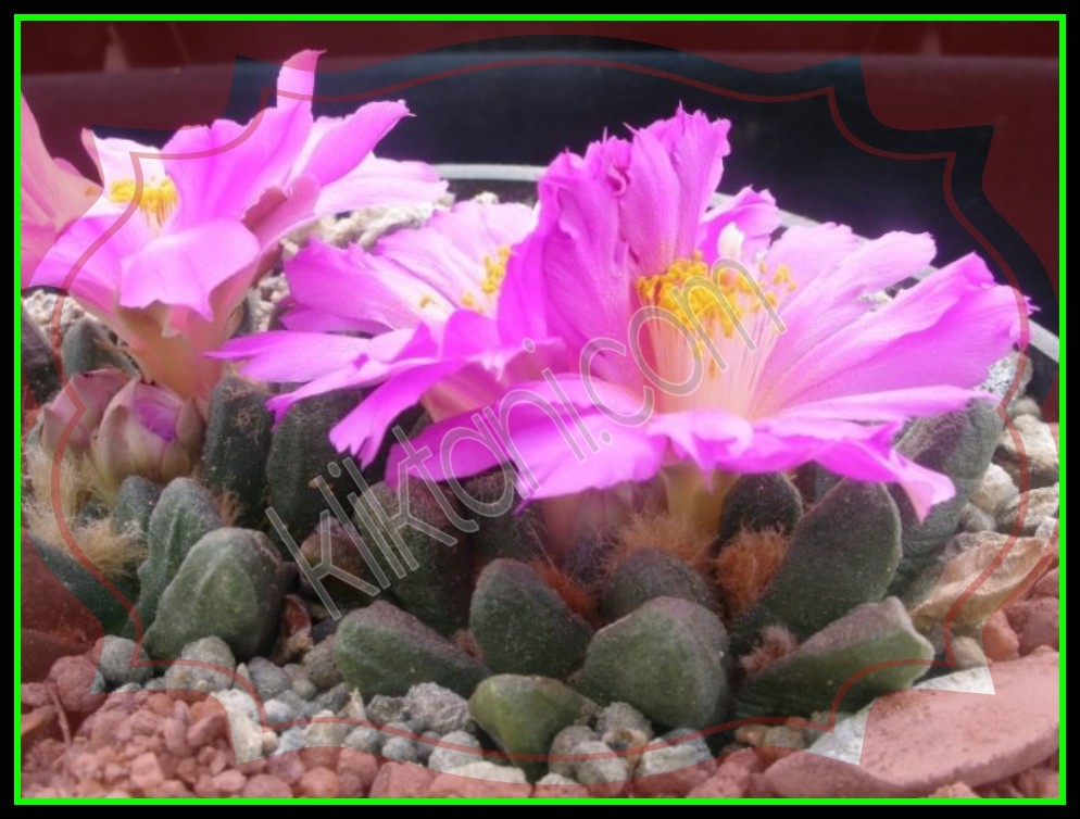 Jenis Kaktus Yang Unik Untuk Dijadikan Tanaman Hias - kliktani.com