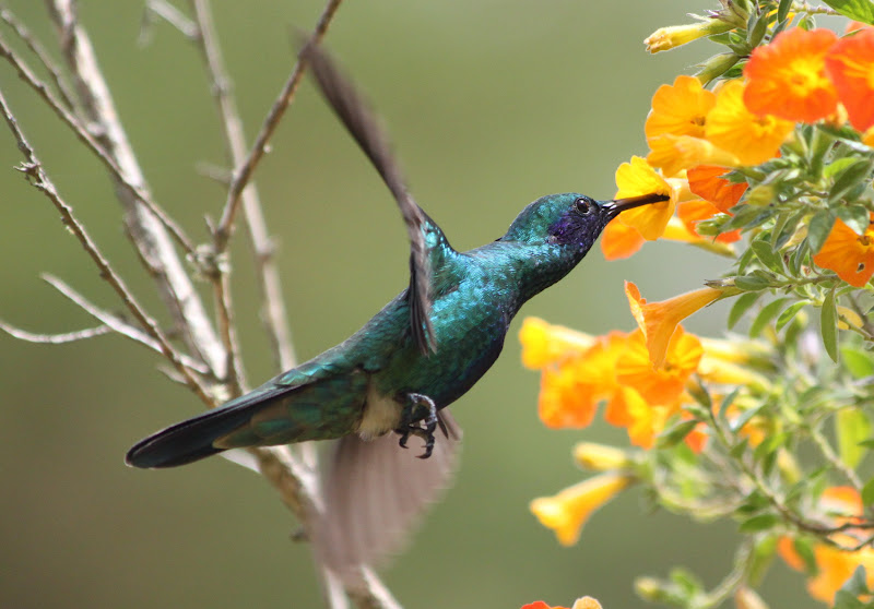Nuestro bello mundo...: Fotos tomadas en julio y septiembre 2011 en el ...