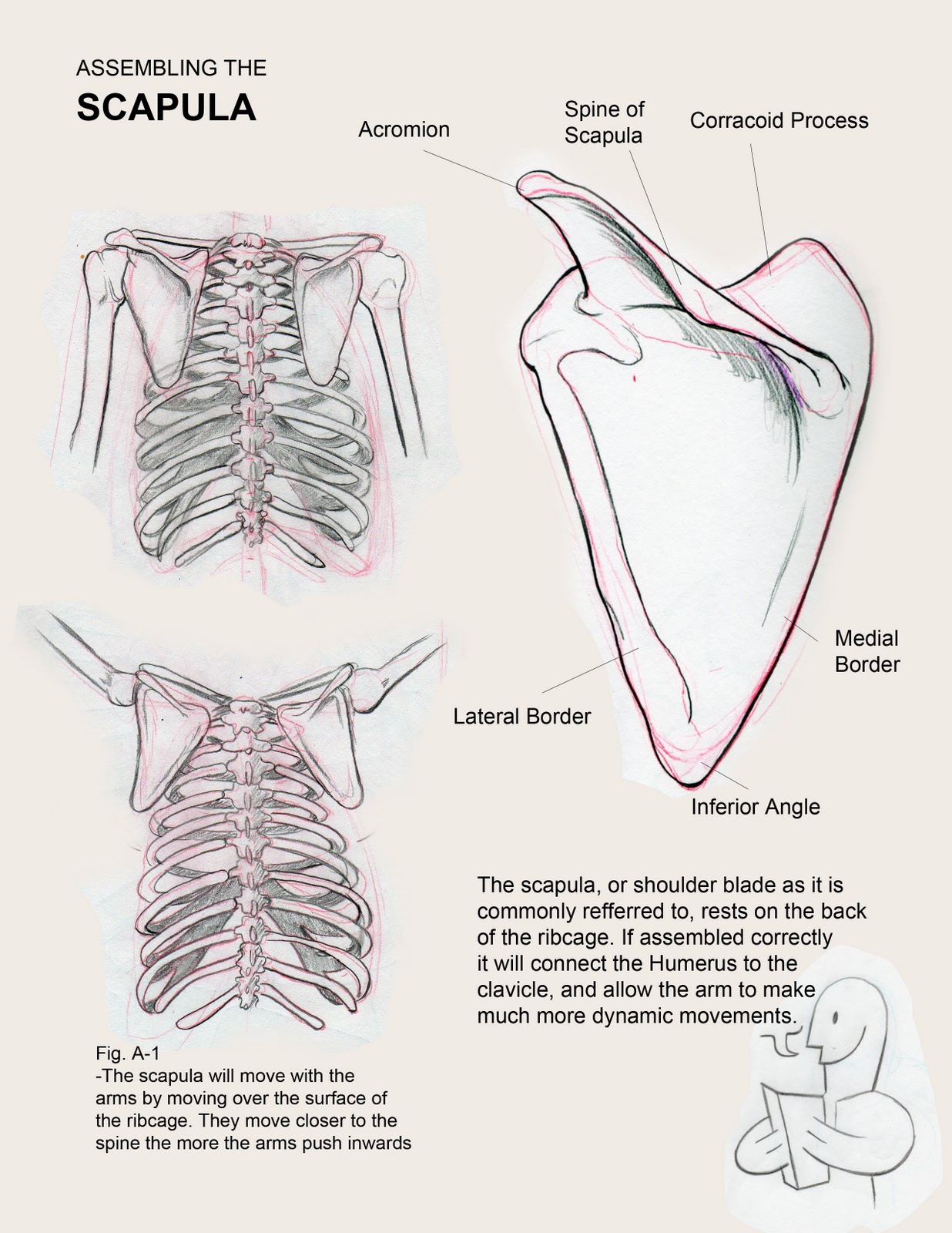 Artwork by Alex Henderson: Bone Studies