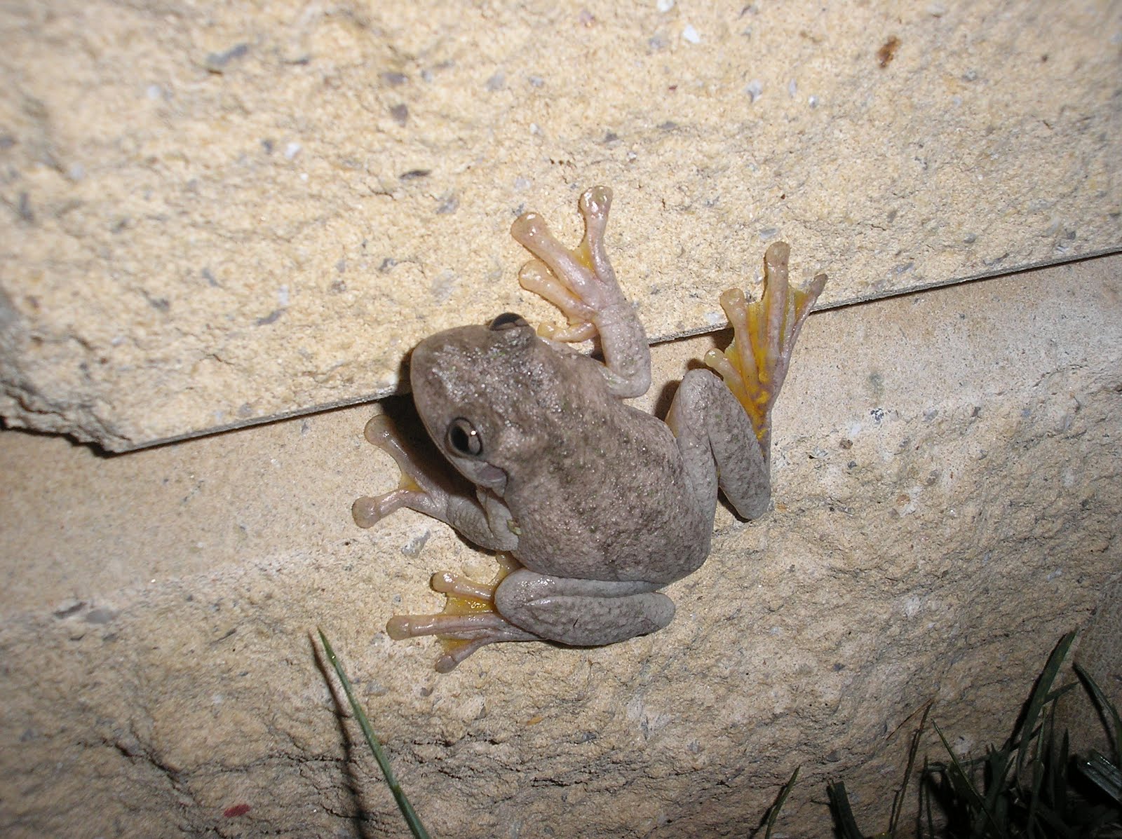 WILD BUNDANOON: 2 LOCAL FROGS: EASTERN POBBLEBONK OR BANJO FROG & PERON ...