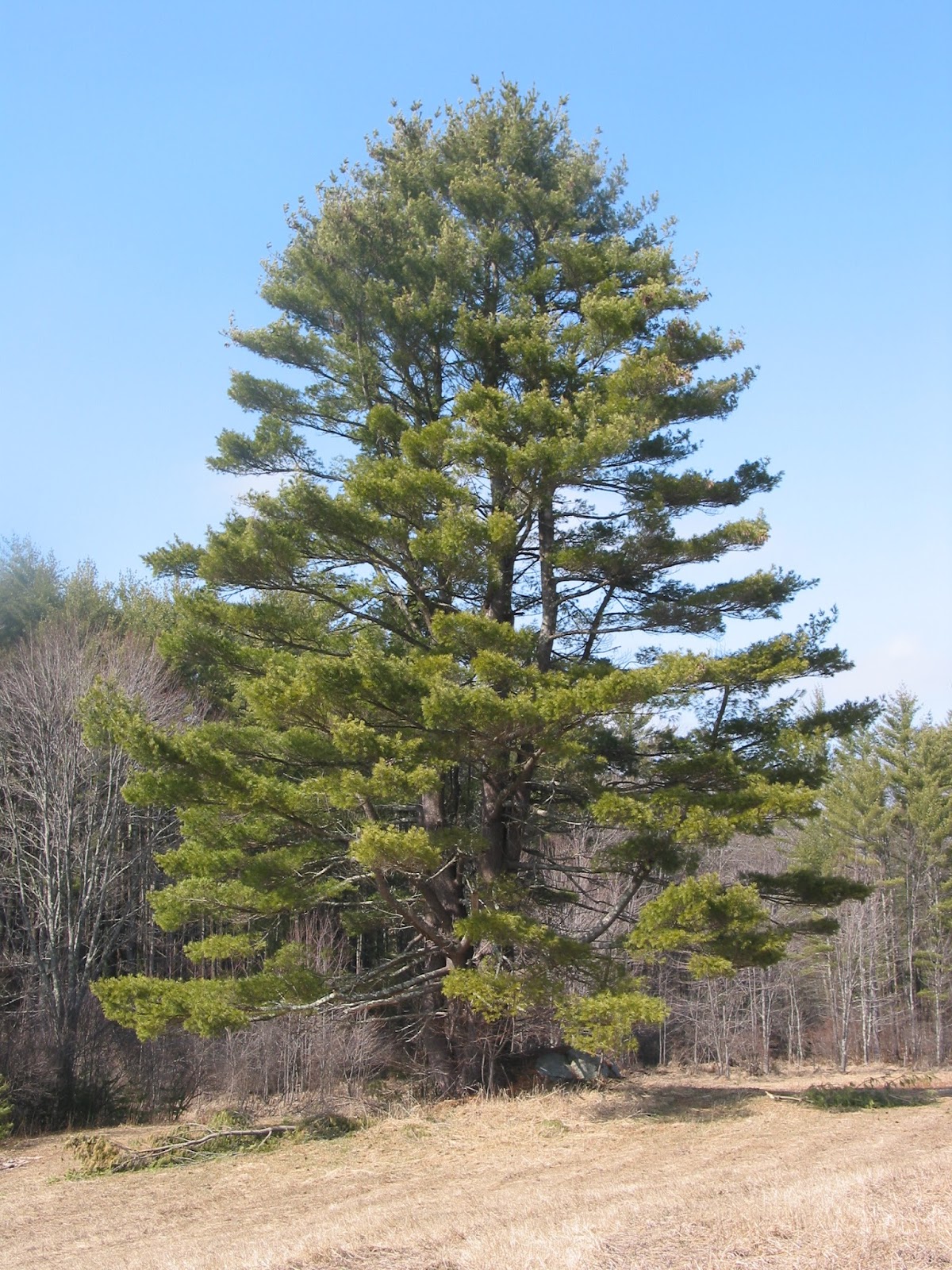 Spicebush Log: September 2013