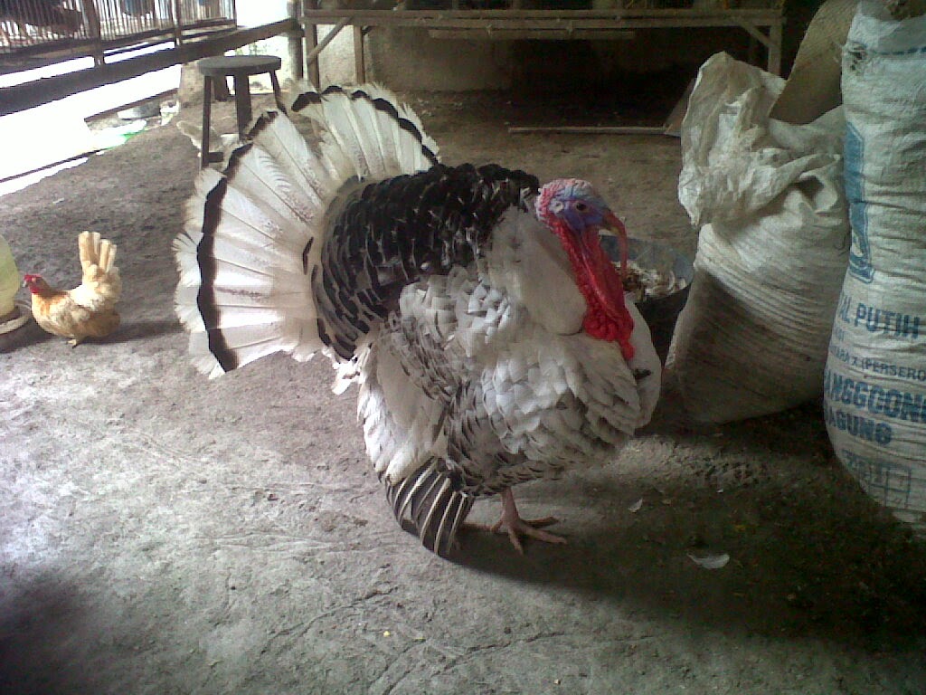 Jual Ayam kalkun | bisnis