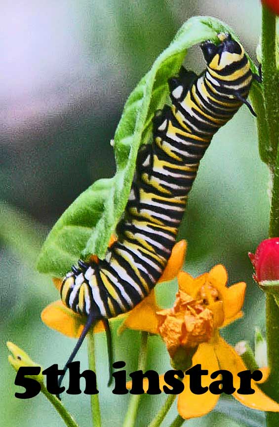 Monarch Butterfly Milkweed Mania!: Life Stages (determining instars)