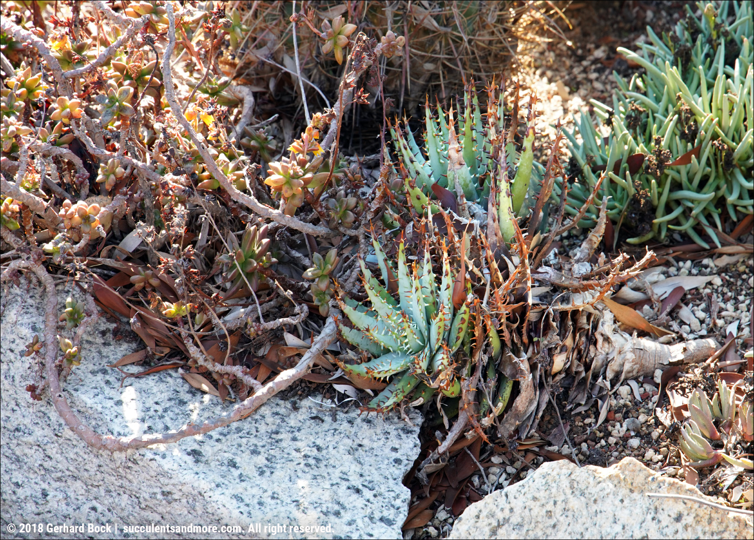 John Miller's Oakland aloe garden (Institute for Aloe Studies)
