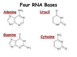 A STORY OF NUCLEIC ACID BIOCHEMISTRY: Ribonucleic acid (RNA) structures ...