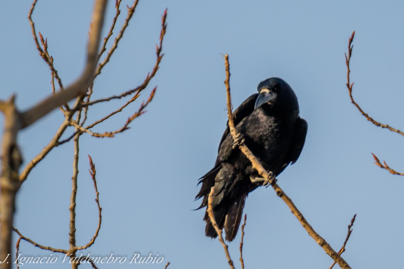 DocNatureBlog: Un ave con un aspecto poco agraciado y con enigma. Graja ...