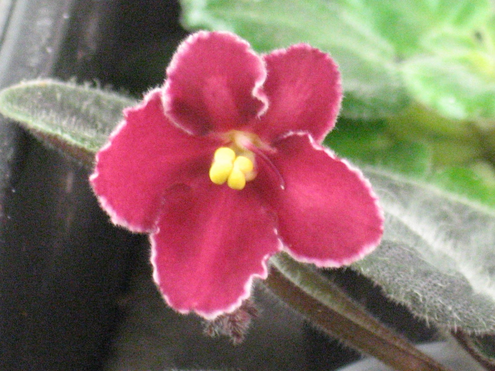 Shanti's African violets: Featured violet: Heart Break Kid, red bloom