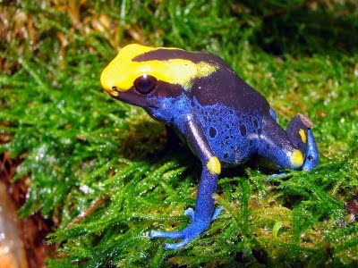 Dendroland: Dendrobates Tinctorius, sus morphos y variedades de color.