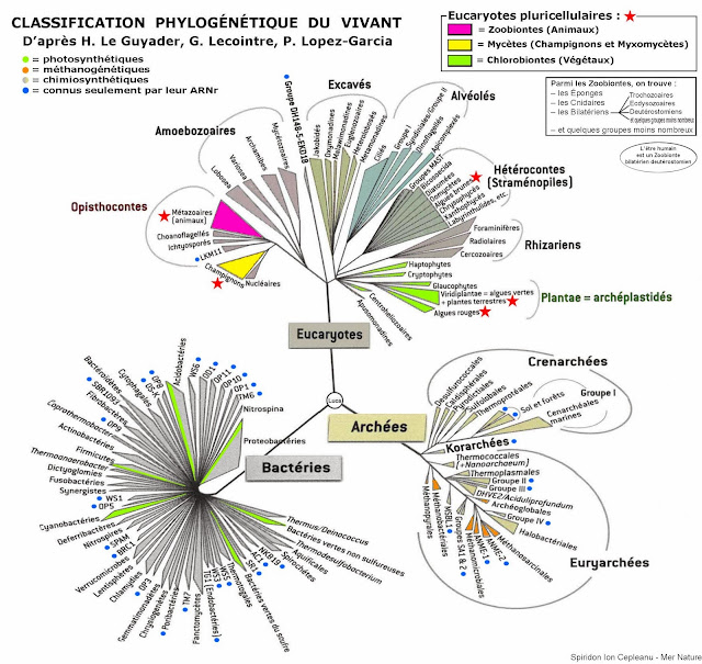 Actualités Scientifiques - Médicales: Dimension de la population et ...