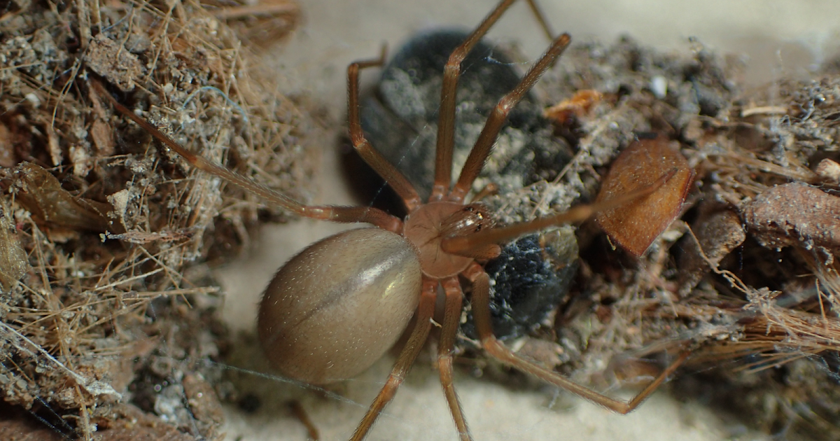 細蟹屋: Sicariidae イトグモ科