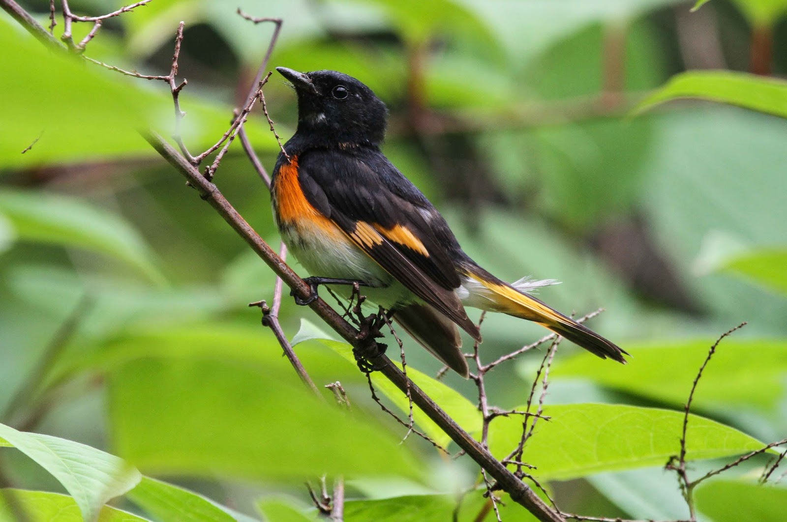 Gale's Photo and Birding Blog: American Redstart