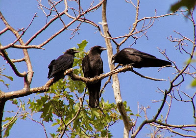 View From The Northern Wall: October 2013