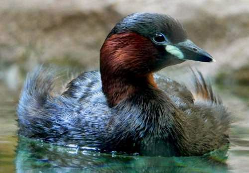 List of Indian Grebes - Pictures | Birds of India | Bird World