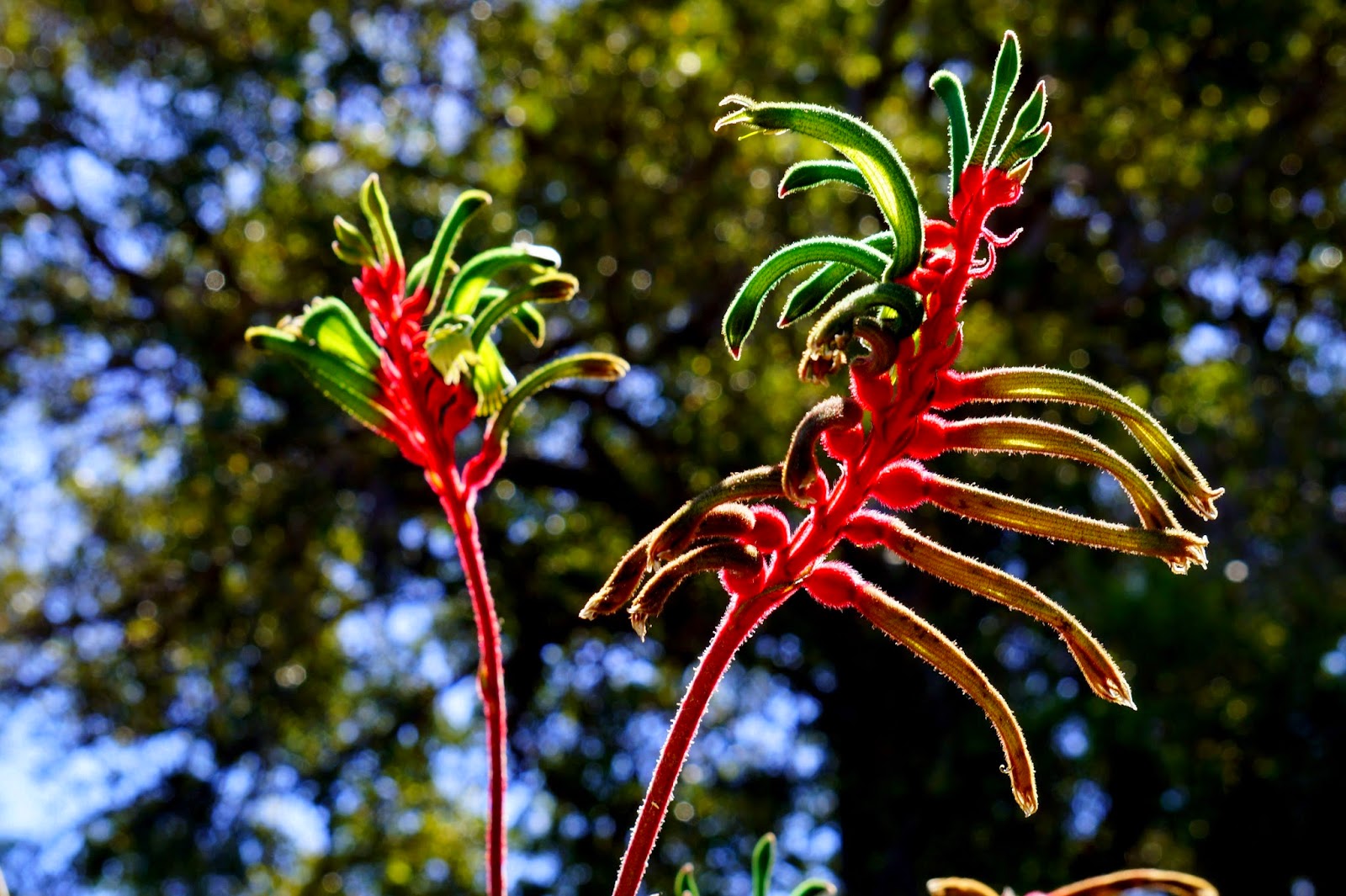 La découverte de l'Australie: La flore australienne...