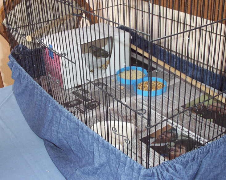 The Splendid Bourke Bird Blog: Nests for Hand Fed Birds