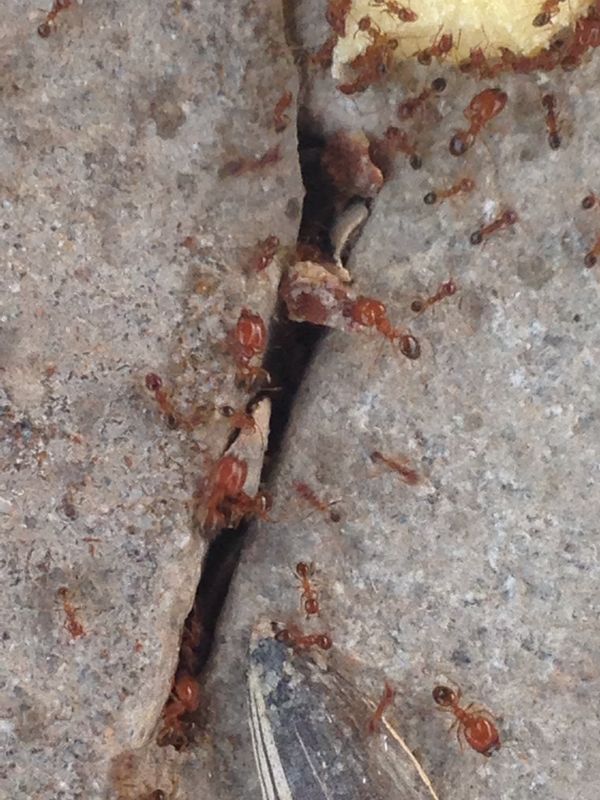 Ciencia y Tecnología: PHEIDOLE PALLIDULA