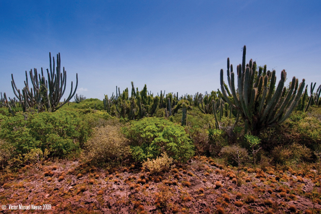 PUERTO RICO Y SU AMBIENTE: El Bosque Seco