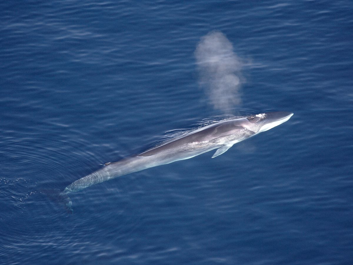 Baleia-de-Bryde (Balaenoptera edeni)