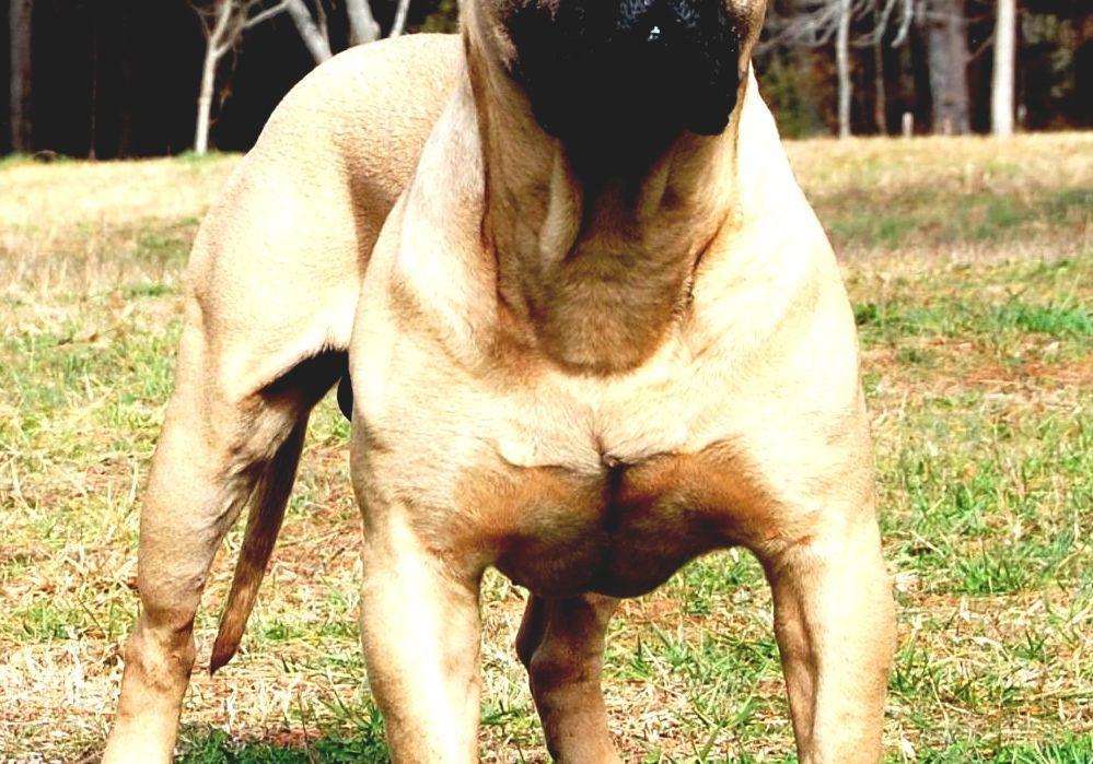 Boerboel - Large African Dog Breeds
