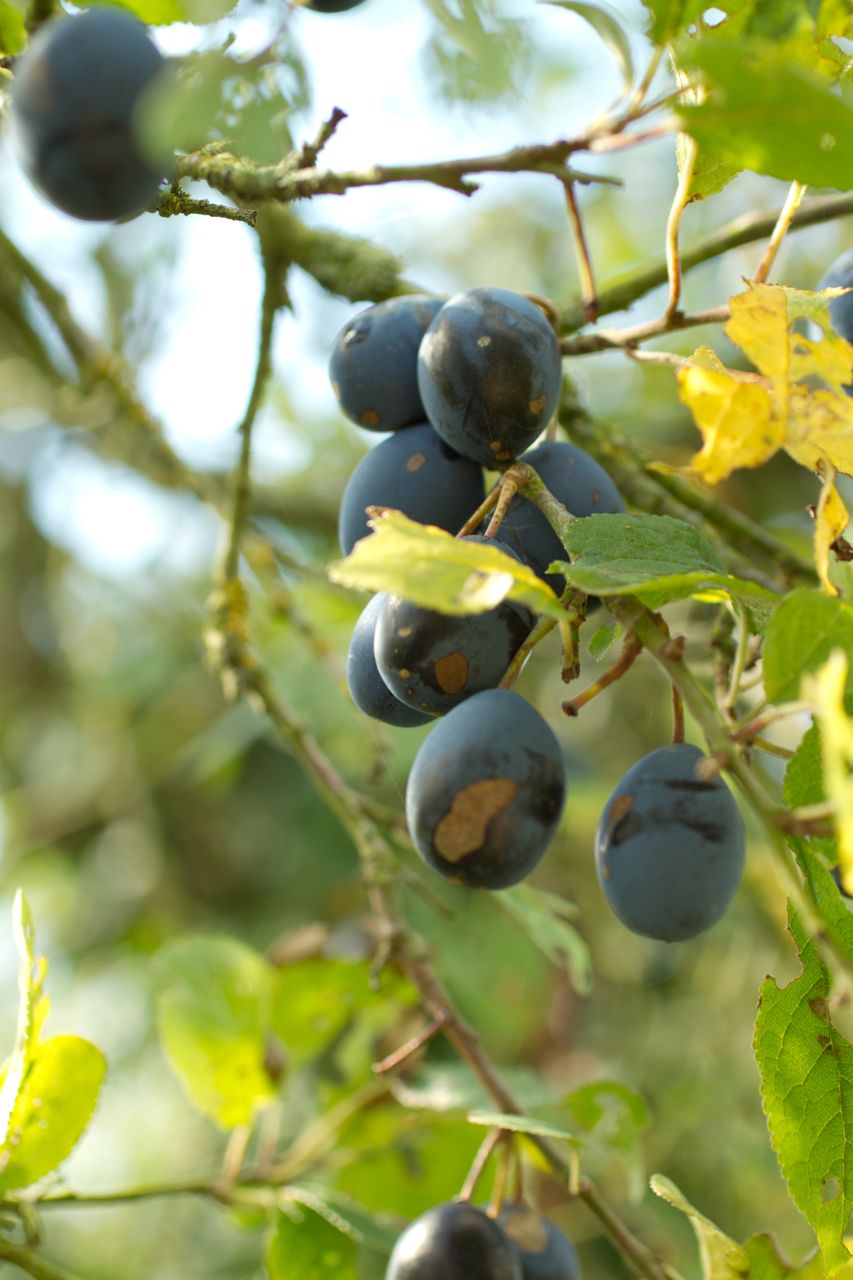 Saídos da Concha: Abrunhada :: Damson Cheese