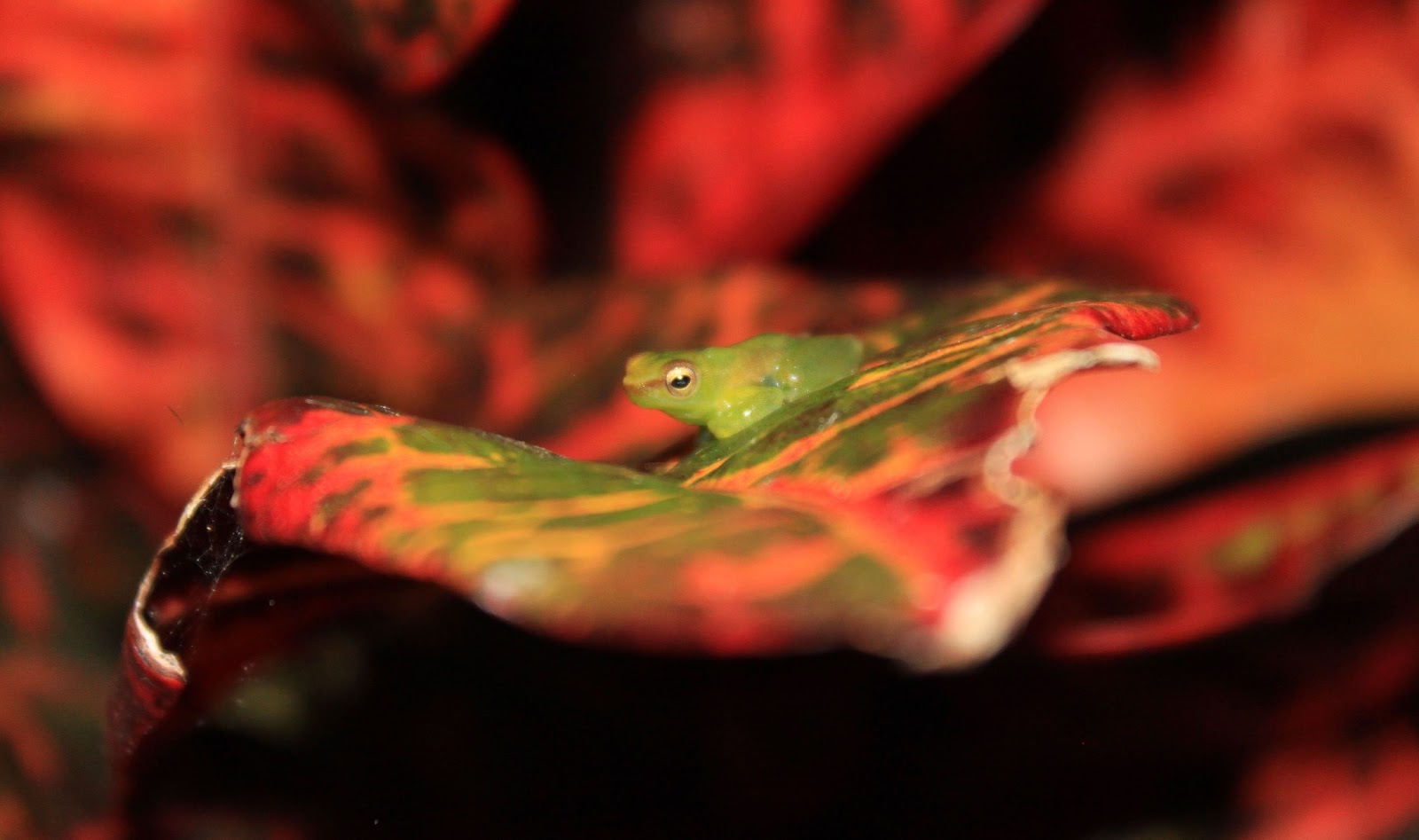 The Ginger Naturalist : July 2013