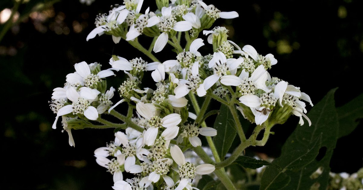 "What's Blooming Now" : Frostweed, White Crownbeard, Iceplant, Iceweed ...